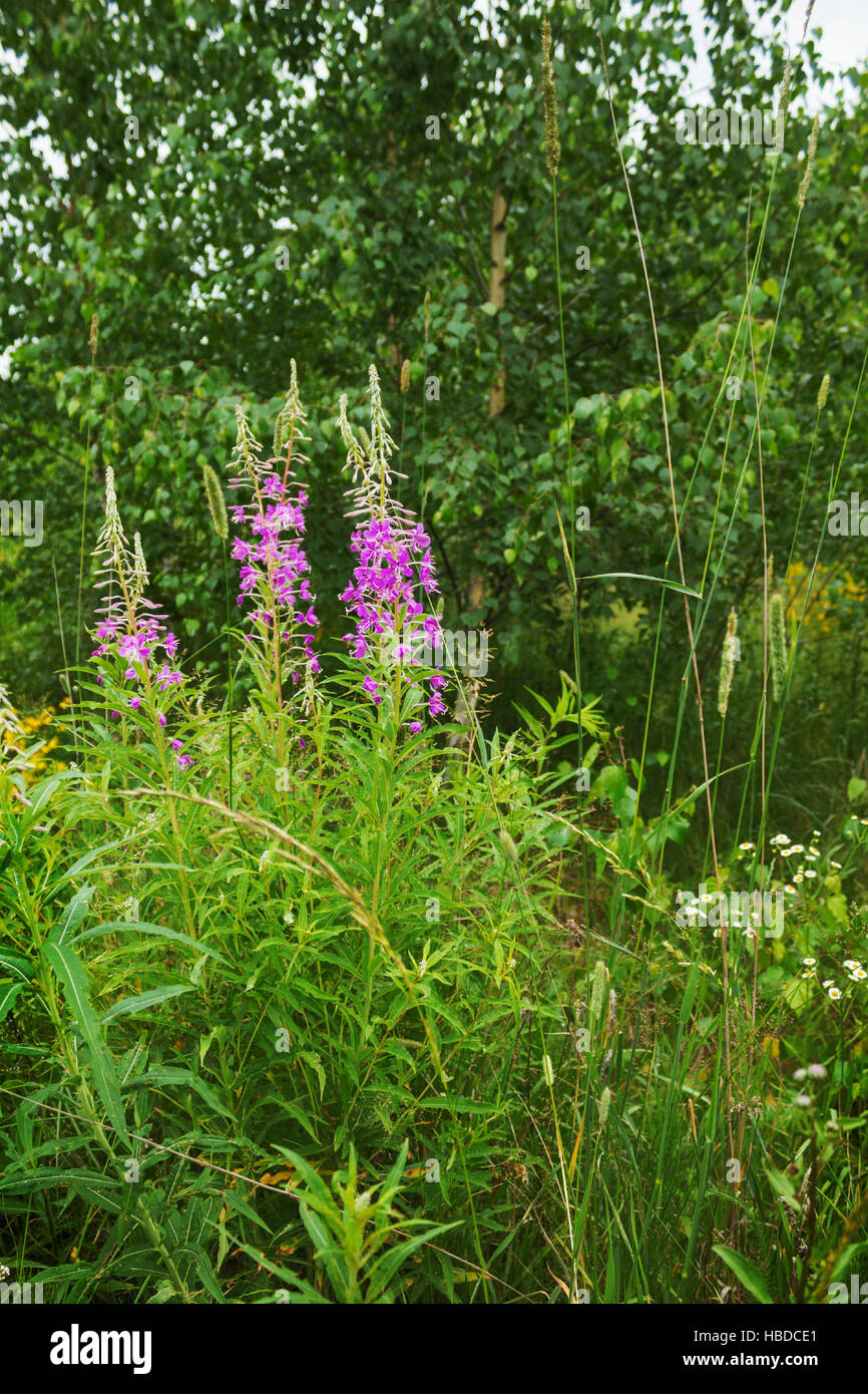 Fireweed blooming in summer hi-res stock photography and images - Alamy