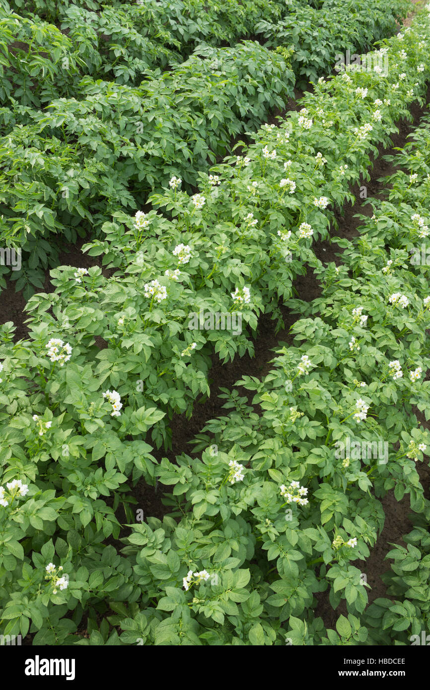 Vegetative growth and flowering hi-res stock photography and images - Alamy