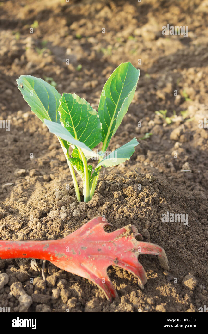 Young cabbage hi-res stock photography and images - Alamy