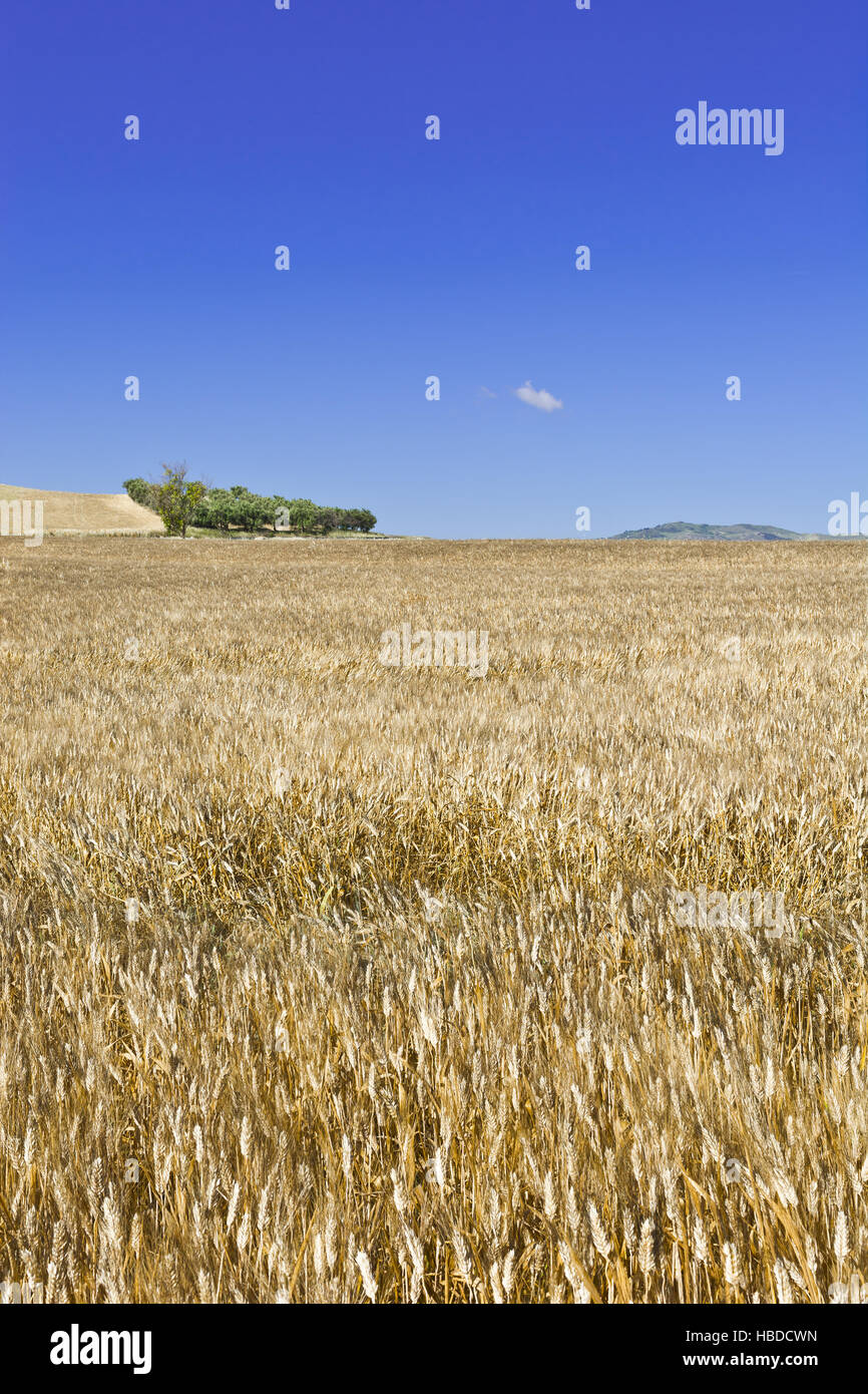 Wheat field sicily hi-res stock photography and images - Alamy