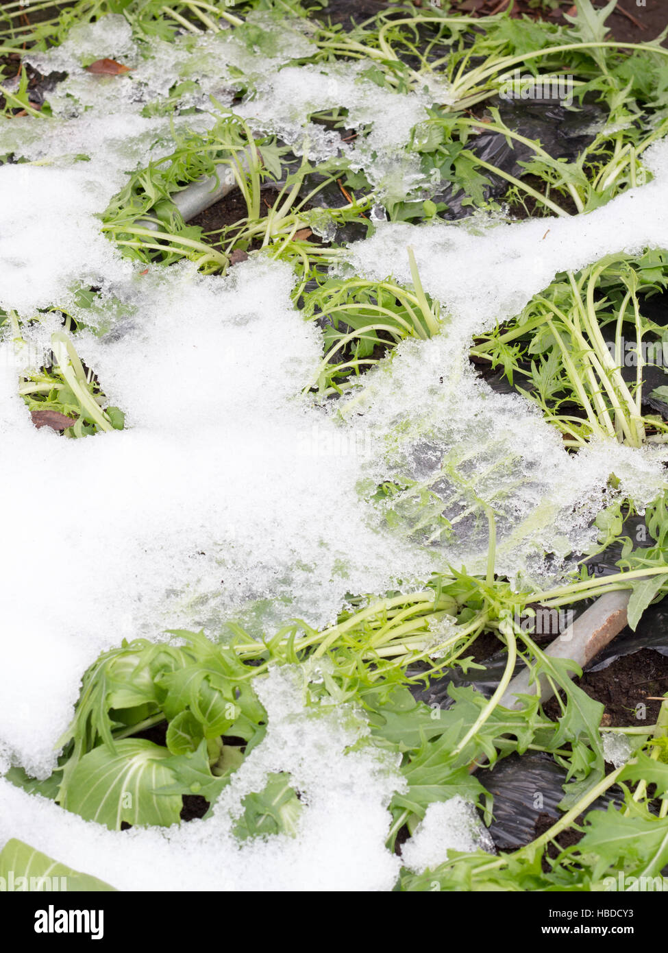 Withered vegetable trees on farm by cold whether, potherb mustard ...