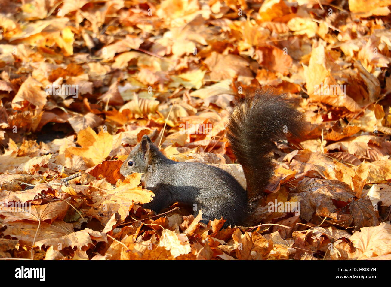 Little Squirrels in Autumn Leaves Stock Photo - Alamy