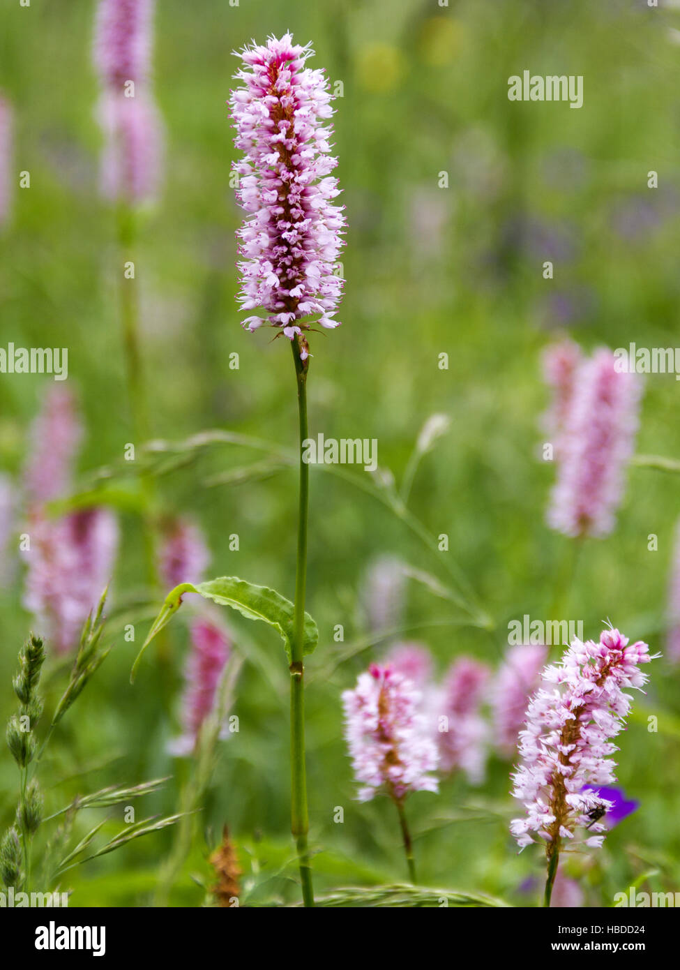 Bistorta officinlalis hi-res stock photography and images - Alamy