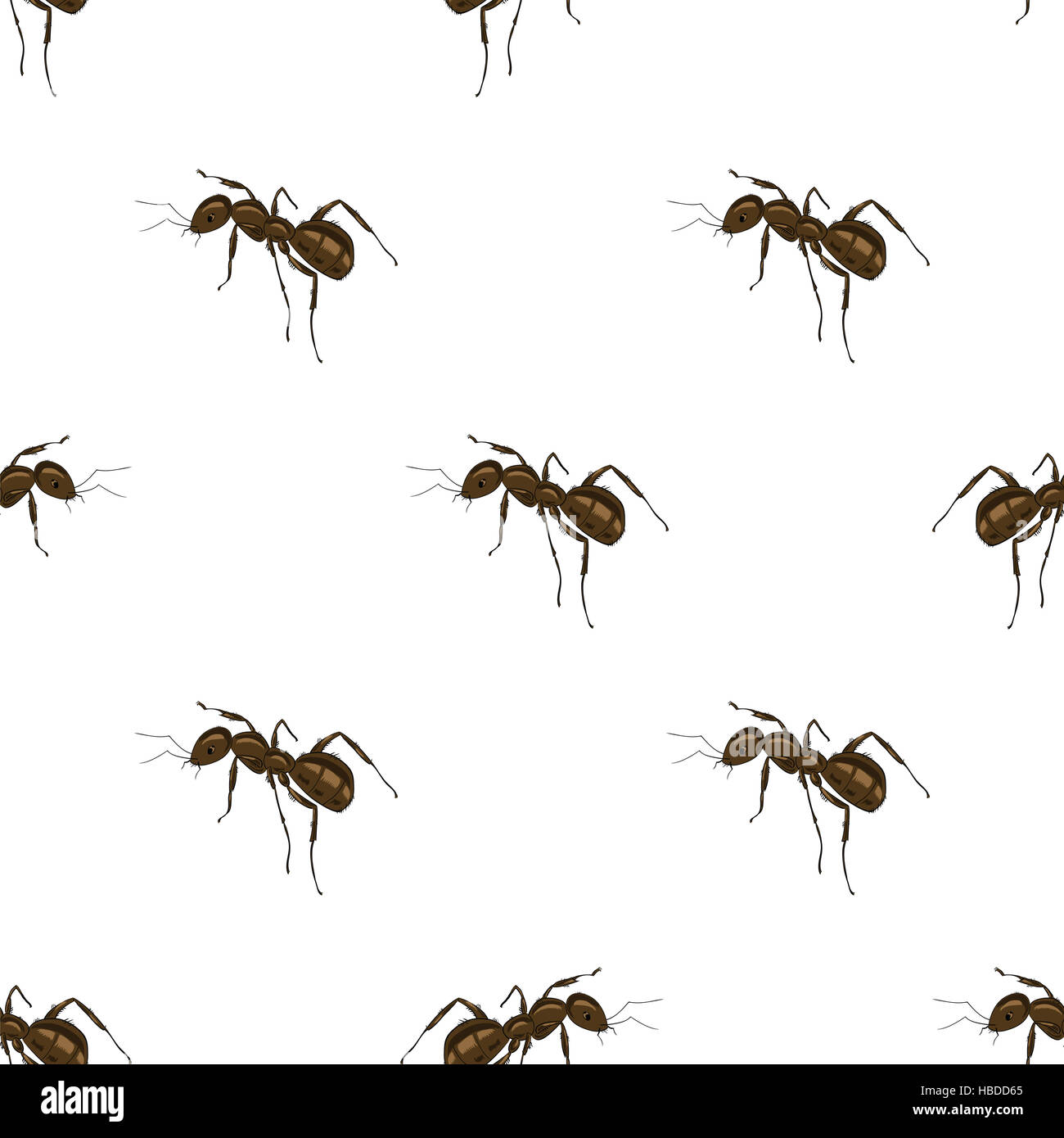 Ant Isolated on White Background Stock Photo - Alamy