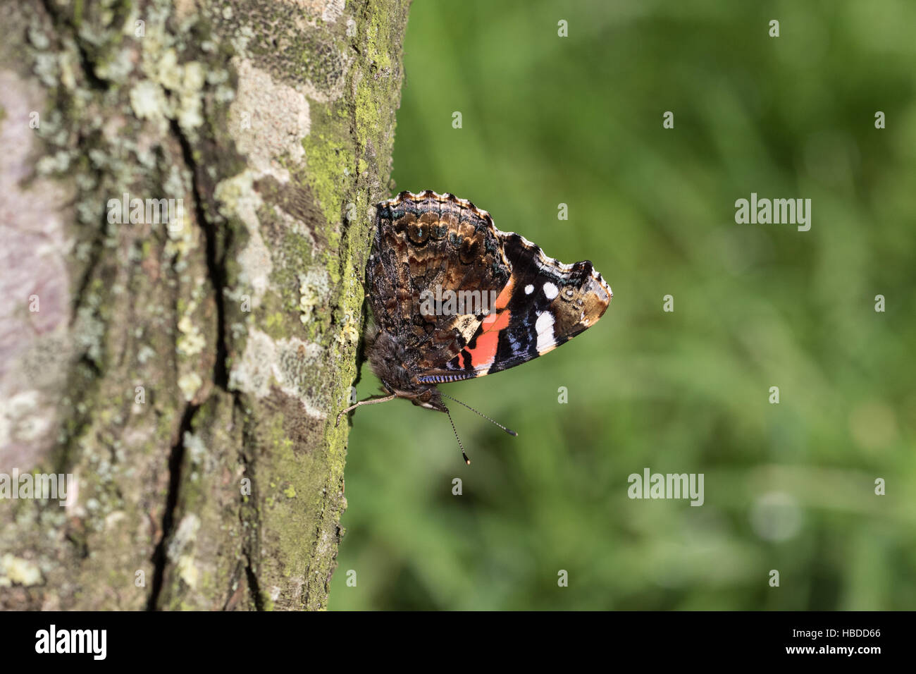 Tree trunk butterfly hi-res stock photography and images - Alamy
