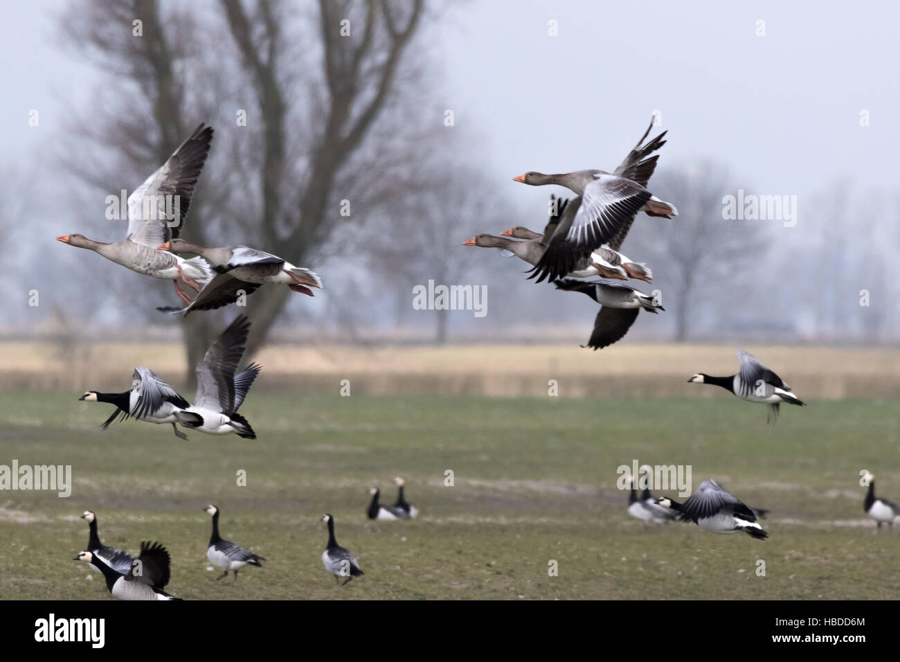 Flying geese hi-res stock photography and images - Alamy