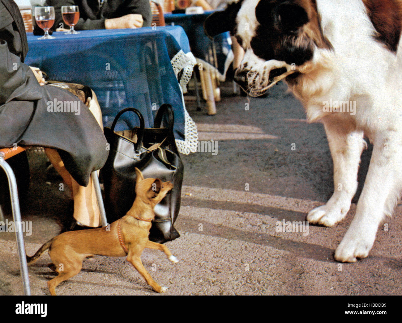 GEORGE!, (aka GEORGE), 1972. ©Capital Films/courtesy Everett Collection ...