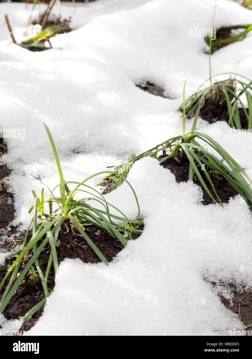 Withered vegetable trees on farm by cold whether, Chinese chive called ...