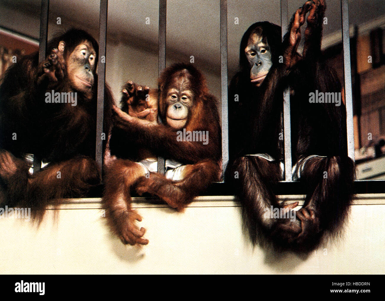 GOING APE!, 1981, (c) Paramount/courtesy Everett Collection Stock Photo ...
