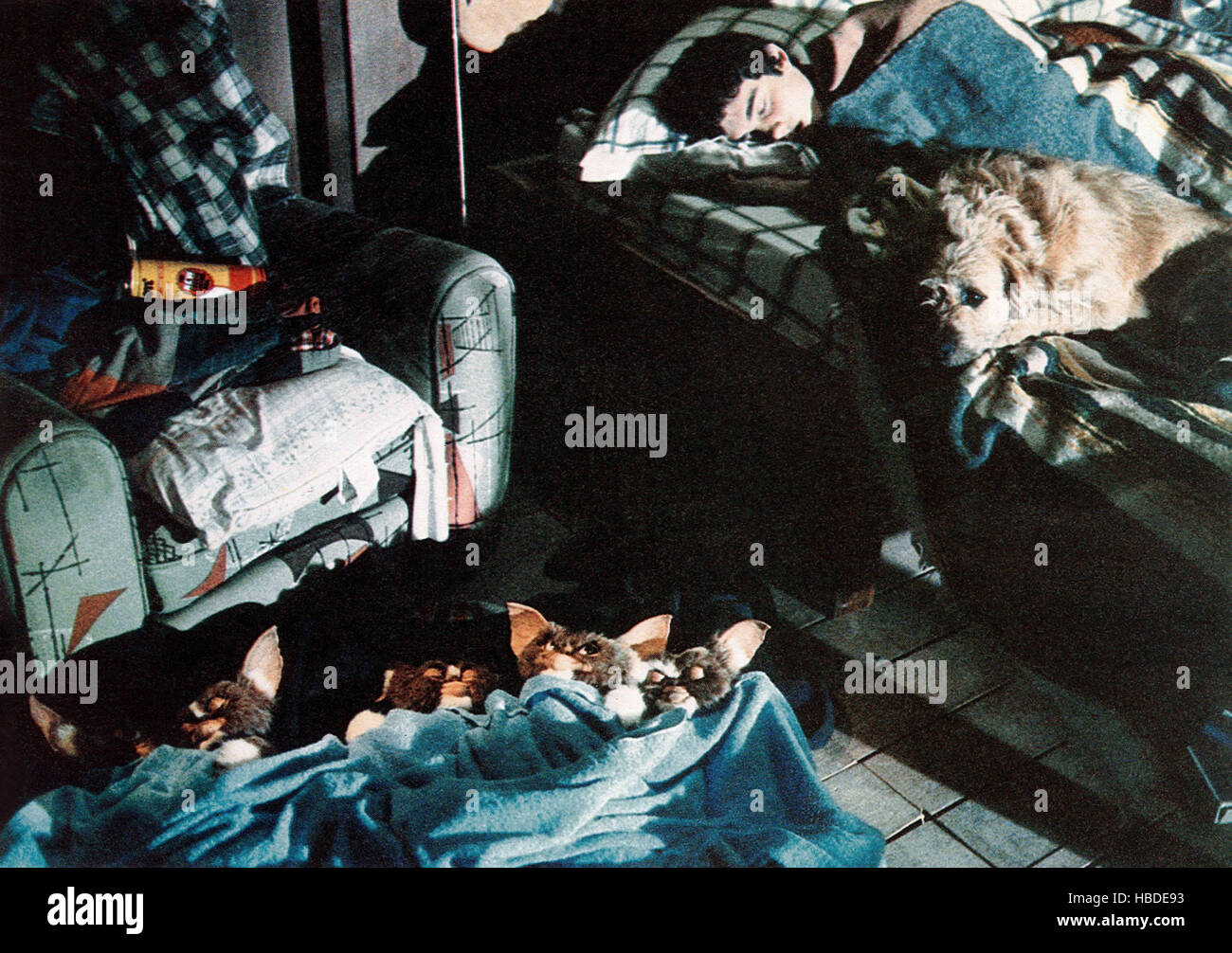 GREMLINS, Zach Galligan, 1984. ©Warner Brothers/courtesy Everett ...