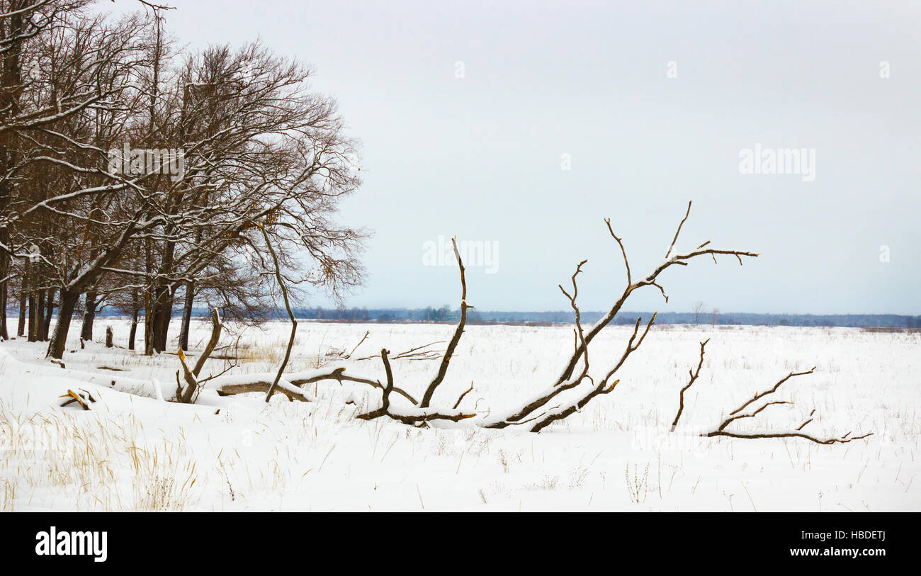 Empty woods hi-res stock photography and images - Alamy