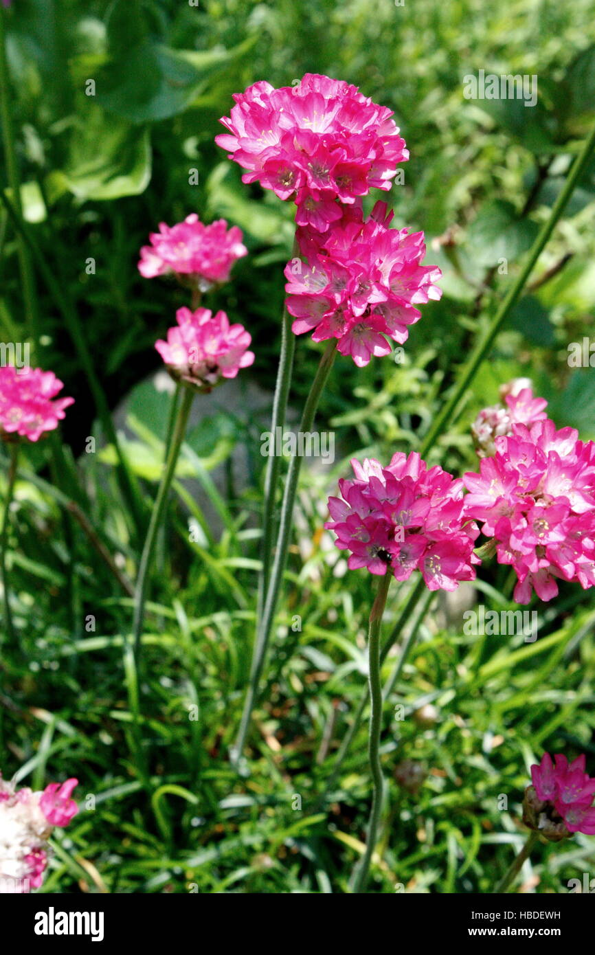 Thrift Flower Red Stock Photo - Alamy