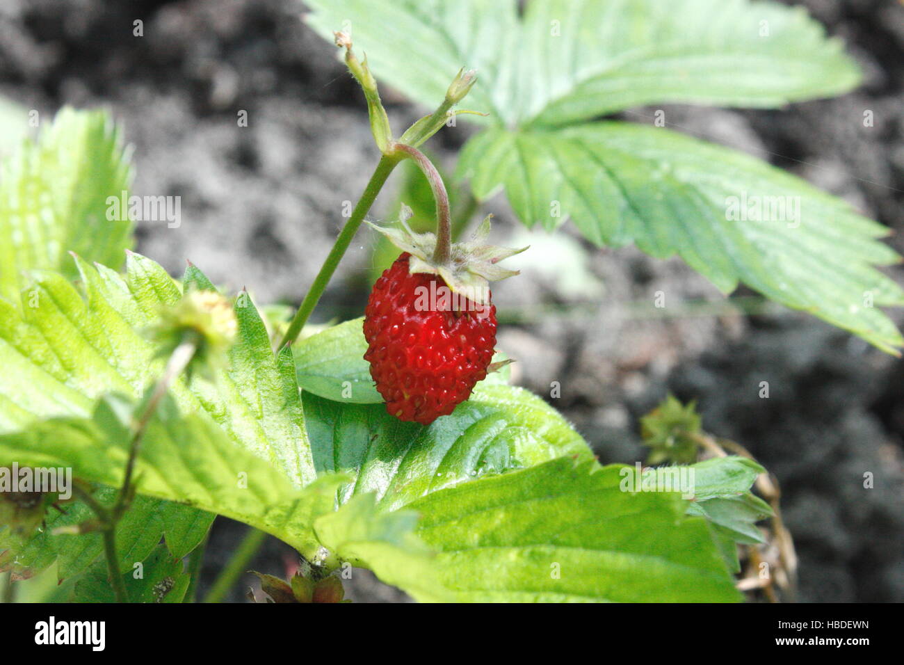 Small search hi-res stock photography and images - Alamy