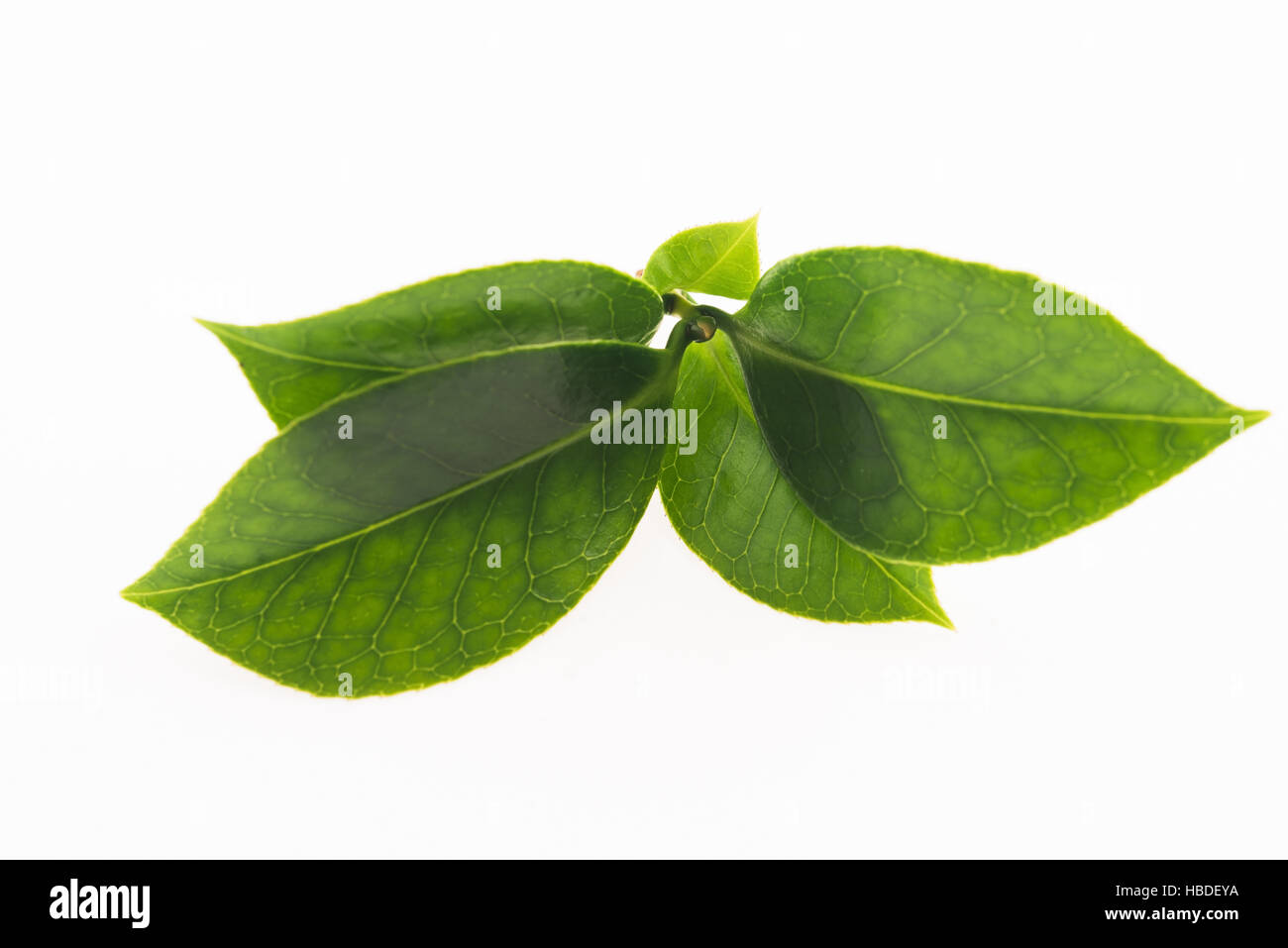 green tea leaf isolated on white background Stock Photo - Alamy