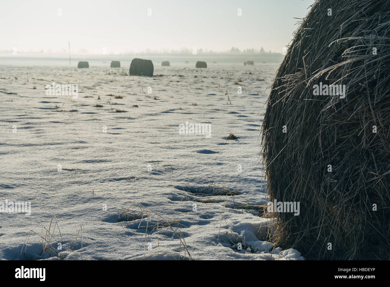 Haystacks and farmland field covered by snow. Rural nature winter ...