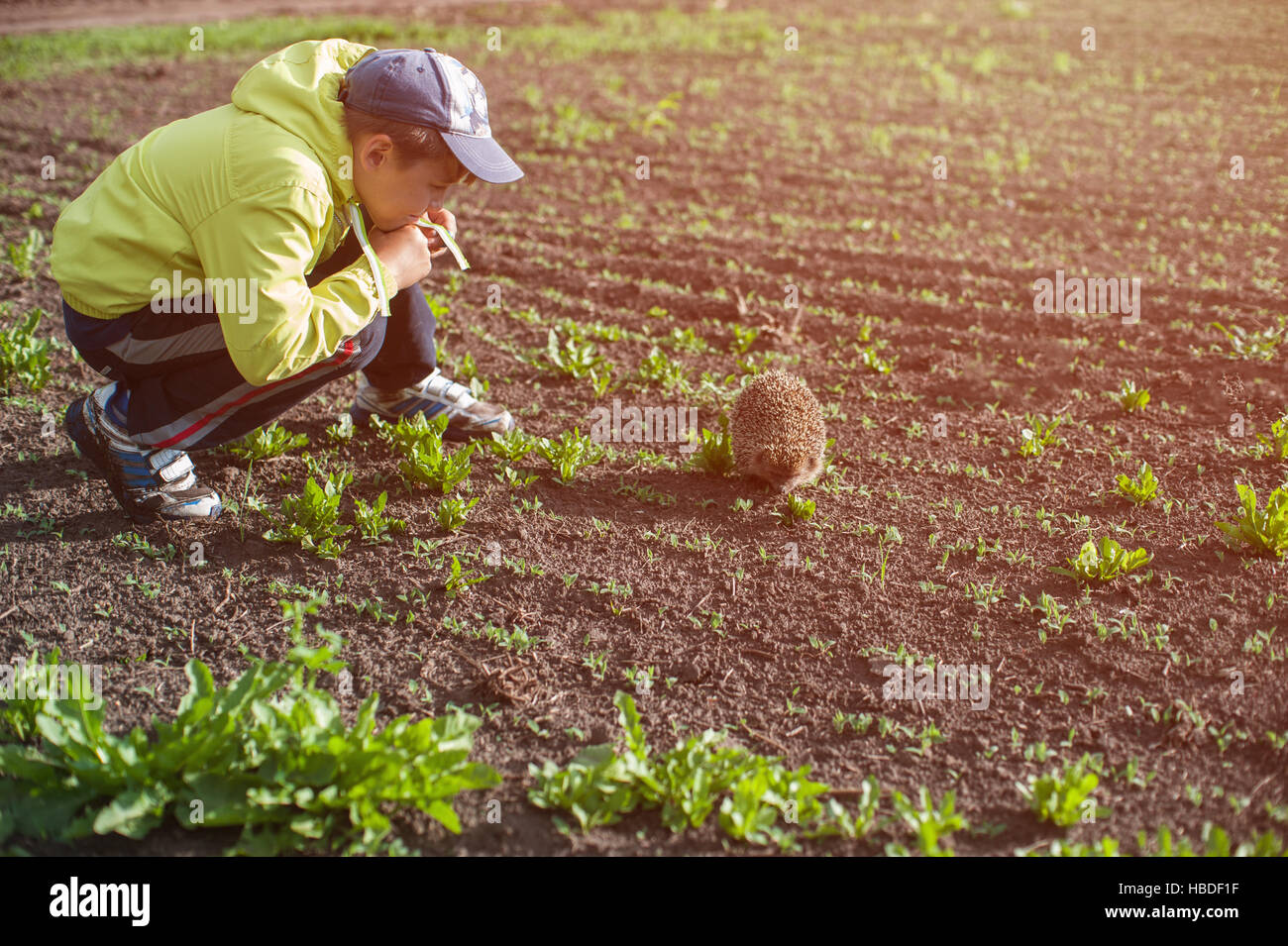 Hedgehog young boy hi-res stock photography and images - Alamy