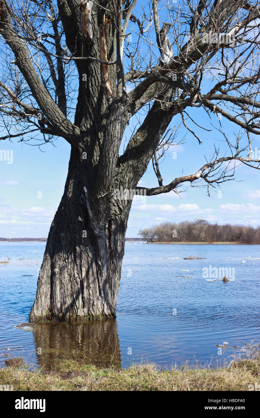 Tree flooded with water due to flooding Stock Photo - Alamy