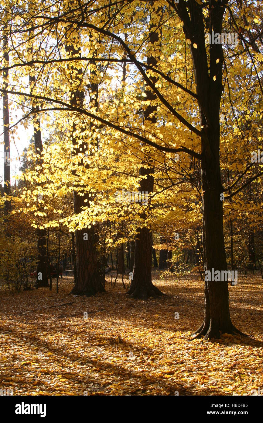 autumn, yellow autumn foliage, a Sunny autumn day, leaves, foliage ...