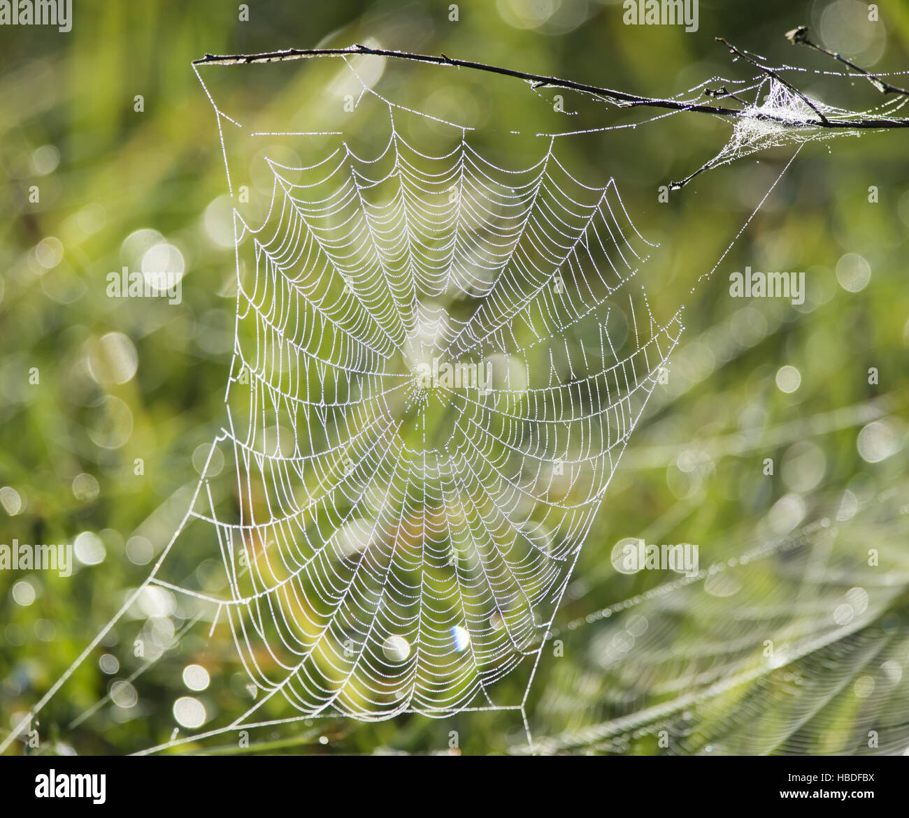 Water drops spider web hi-res stock photography and images - Alamy