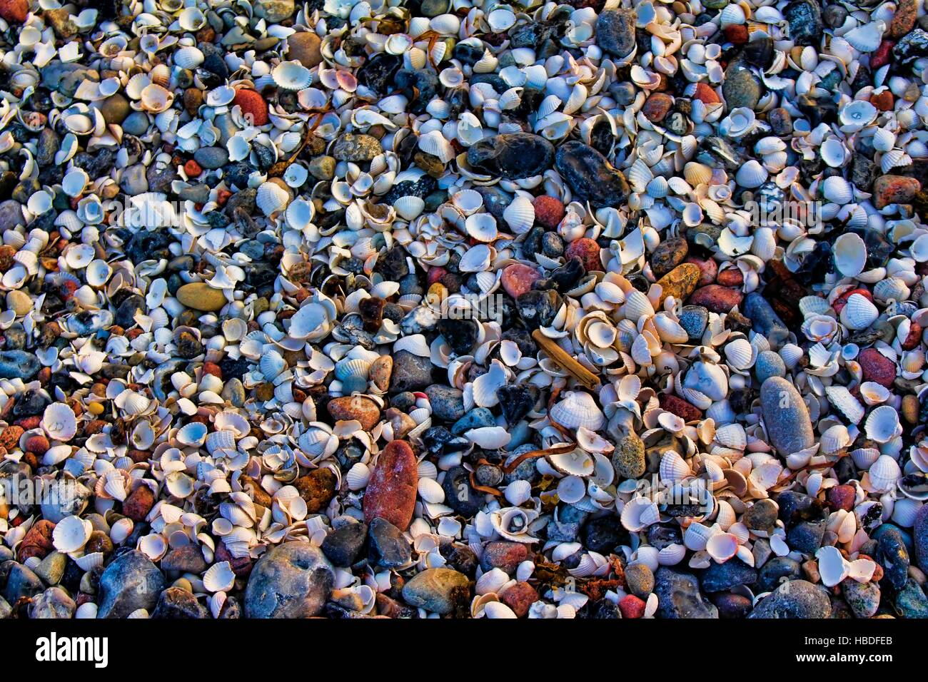 Stones seashells hi-res stock photography and images - Alamy