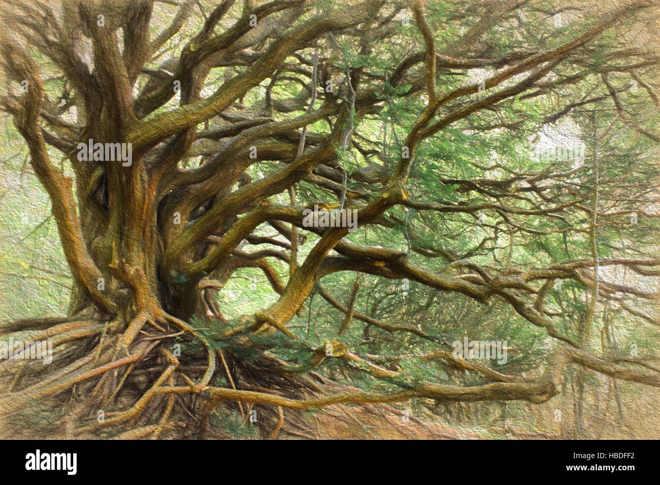 Interesting tree roots hi-res stock photography and images - Alamy