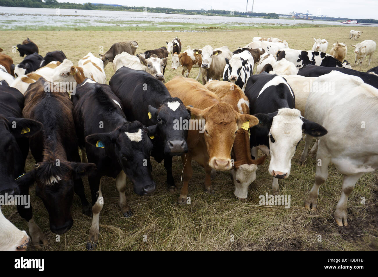 Kuhherde auf einer Weide am Rhein Stock Photo - Alamy