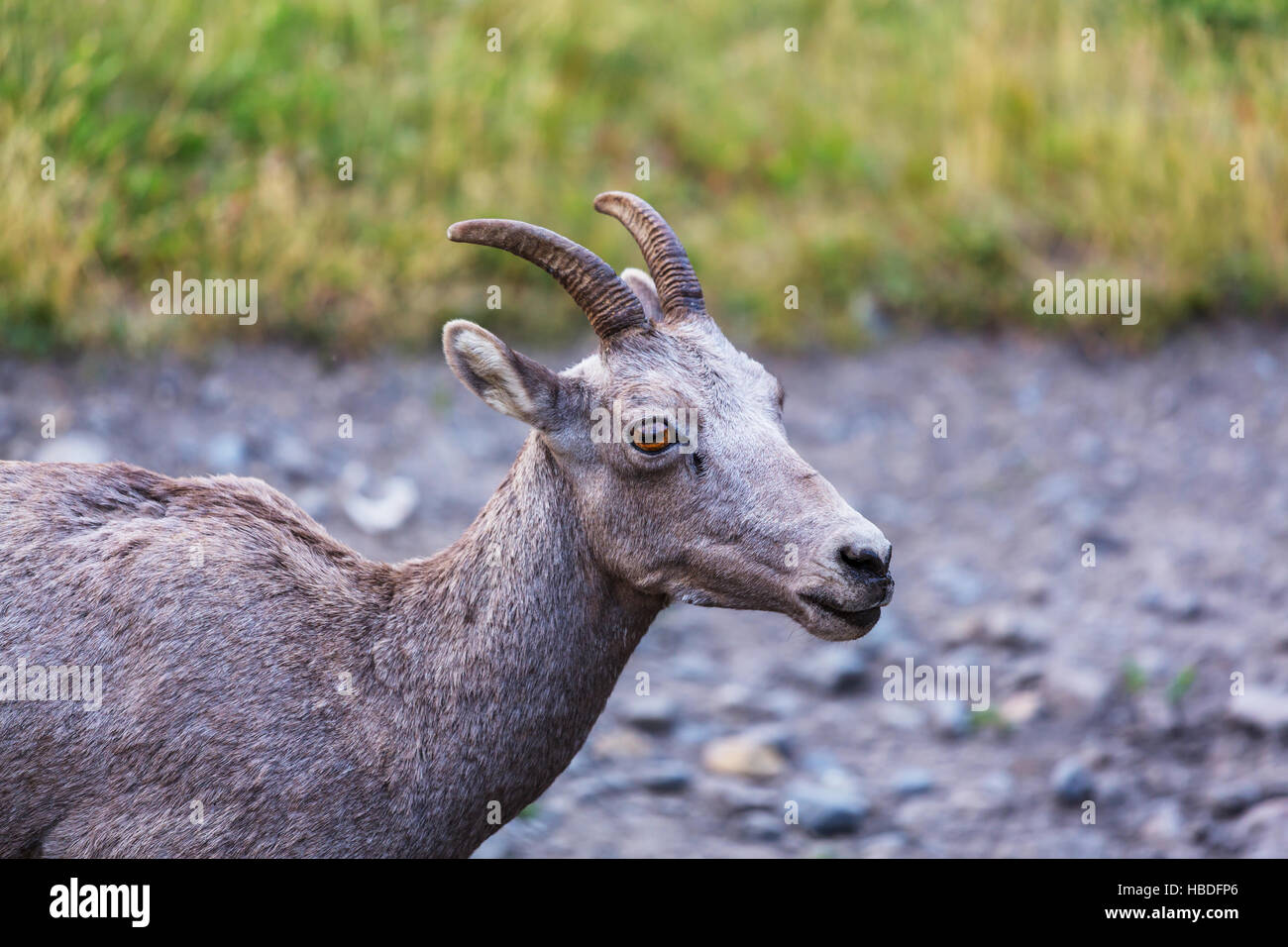 Goat in Canada Stock Photo - Alamy