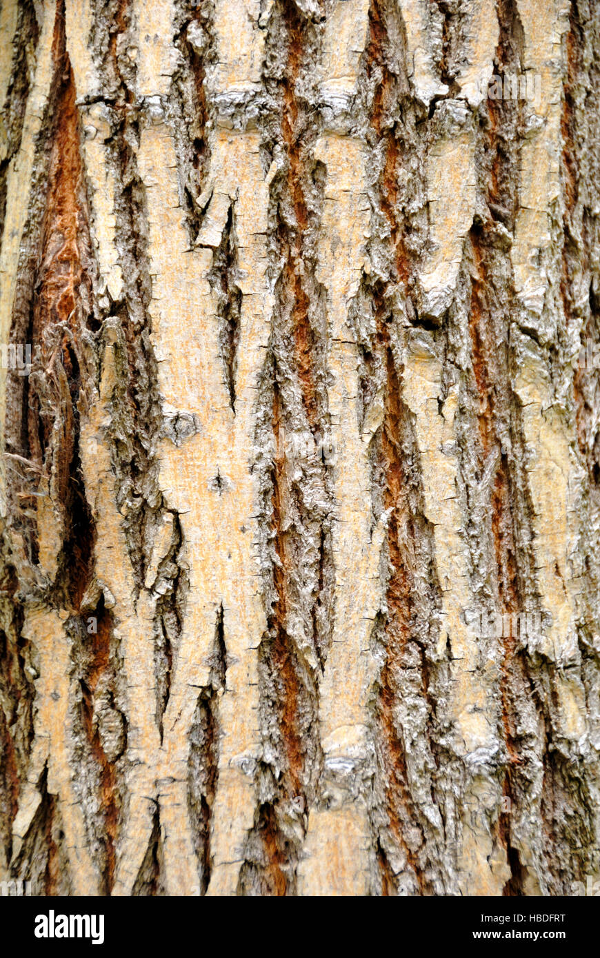 Tree bark. Details. Close up. Texture Stock Photo - Alamy