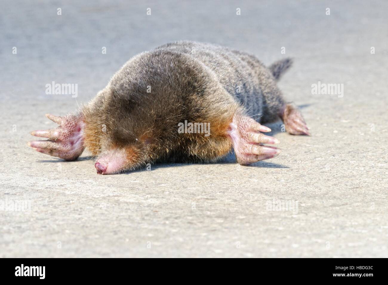 Mole querformat hi-res stock photography and images - Alamy