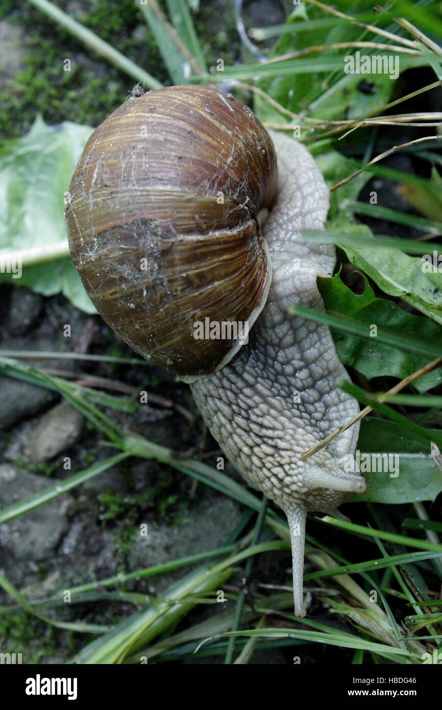 Lung snail hi-res stock photography and images - Alamy