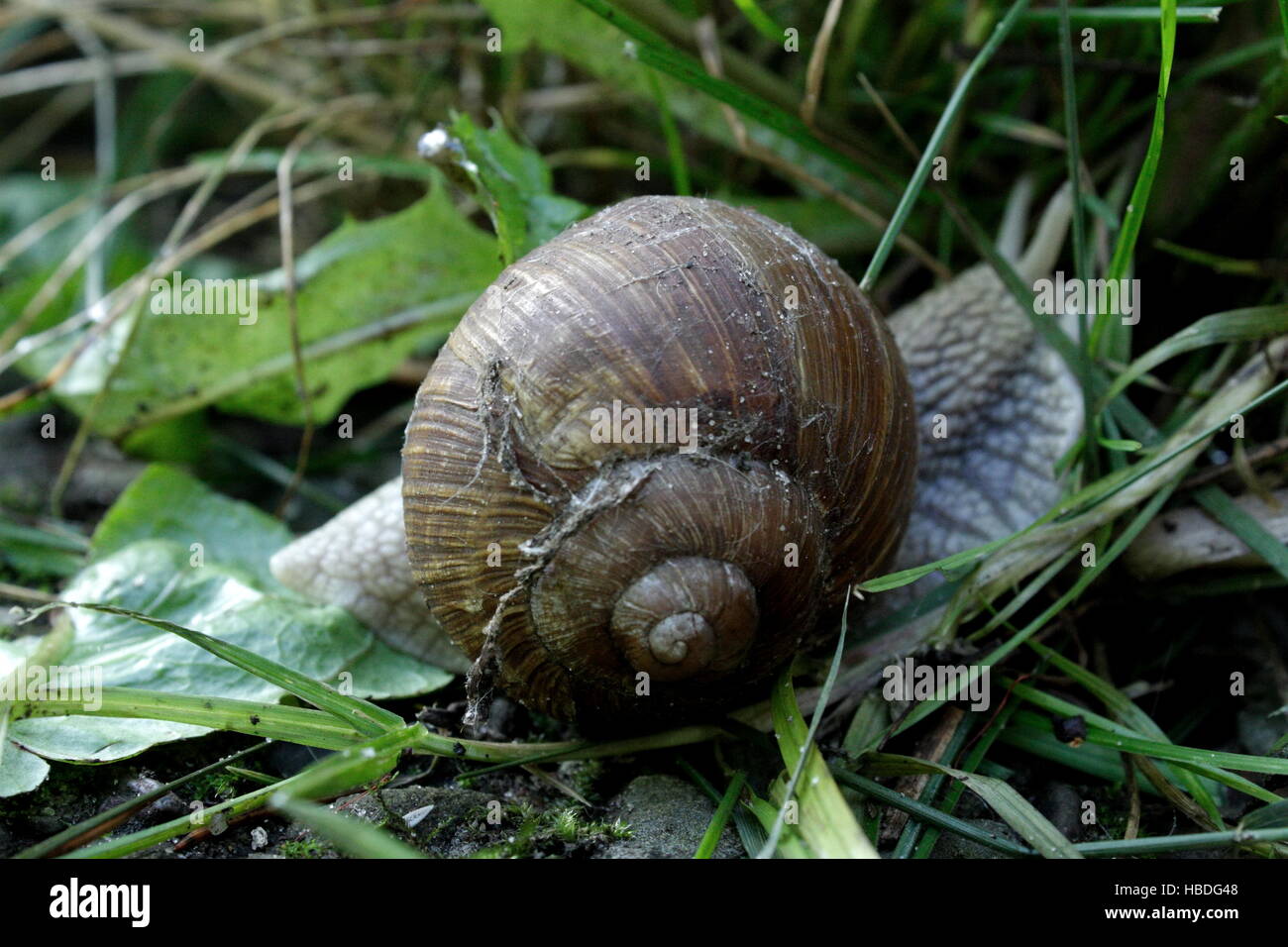 Country Lung Snail High Resolution Stock Photography and Images - Alamy