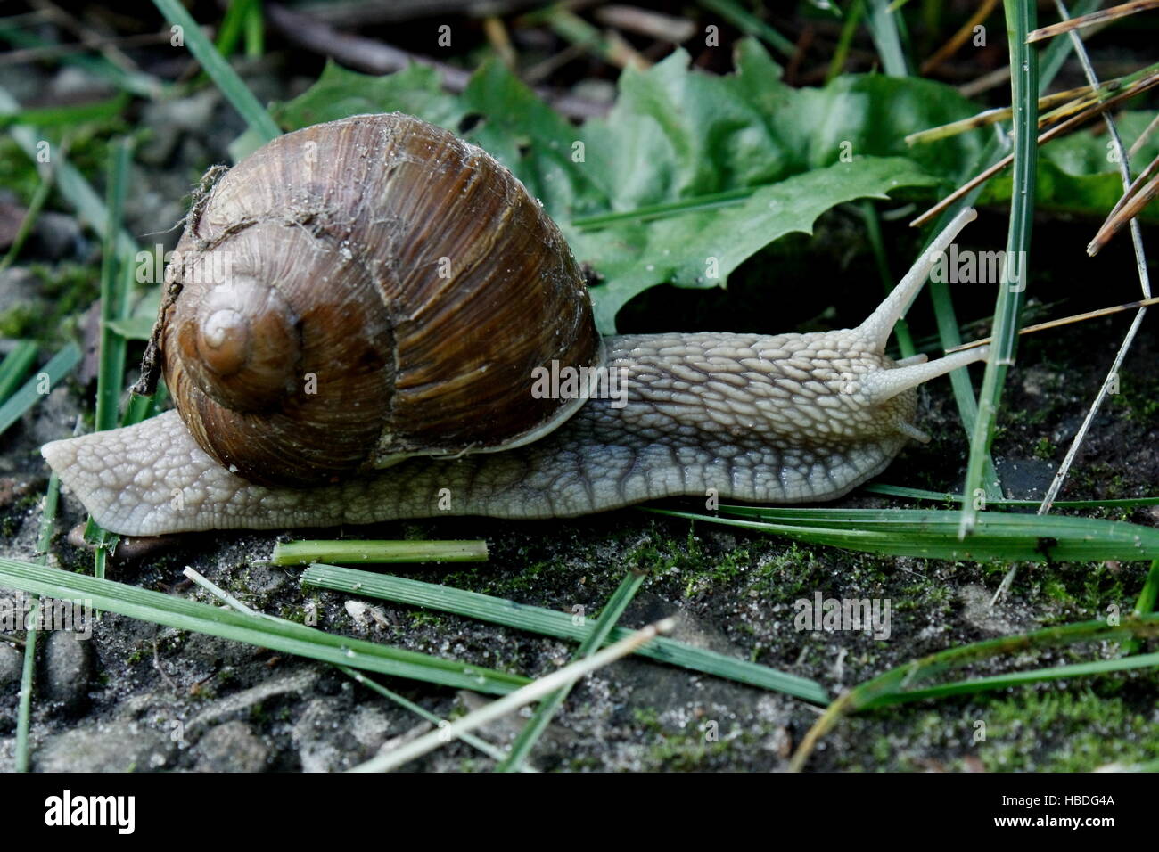 Helicid snail hi-res stock photography and images - Alamy