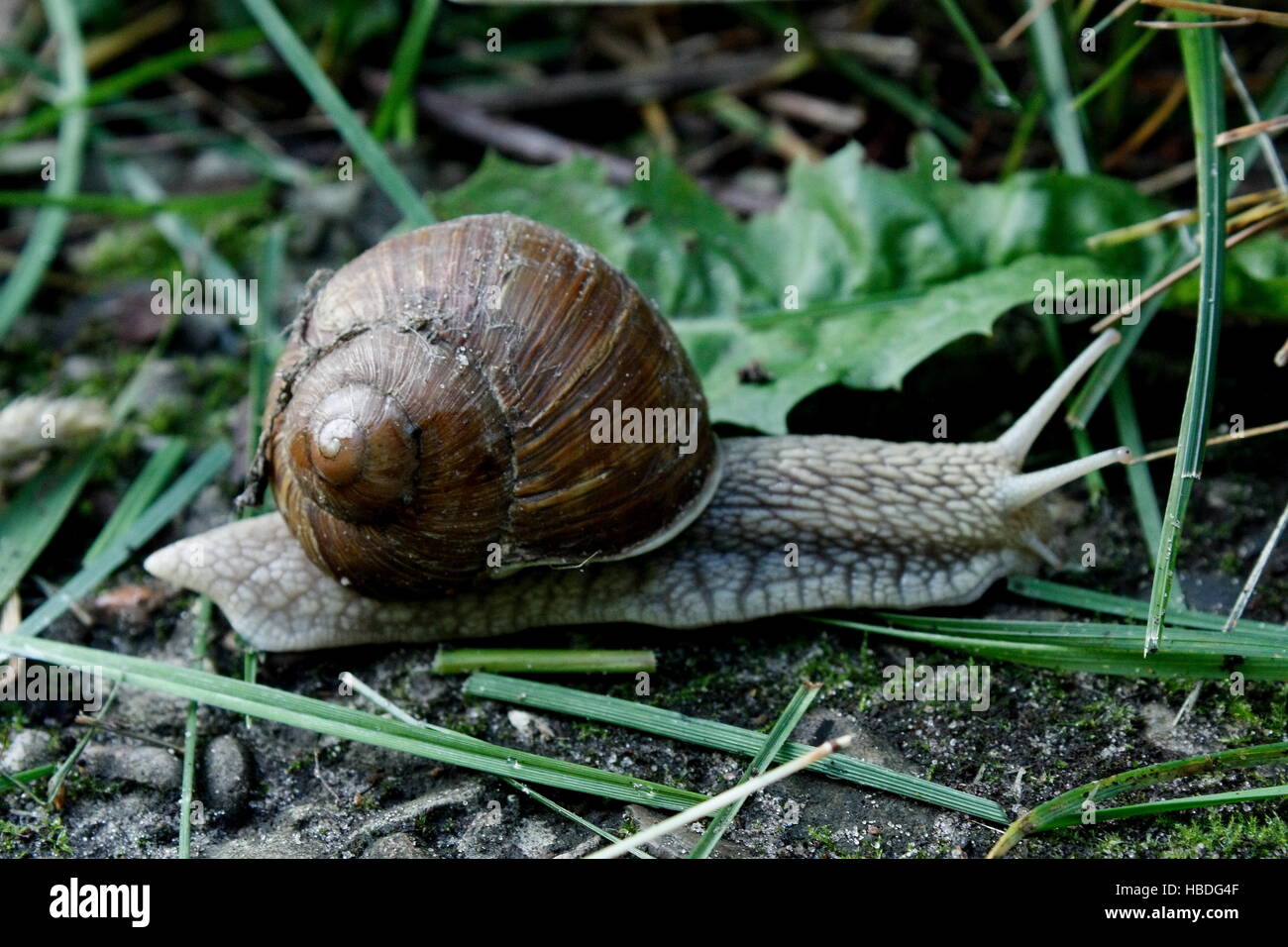 Country Lung Snail High Resolution Stock Photography and Images - Alamy
