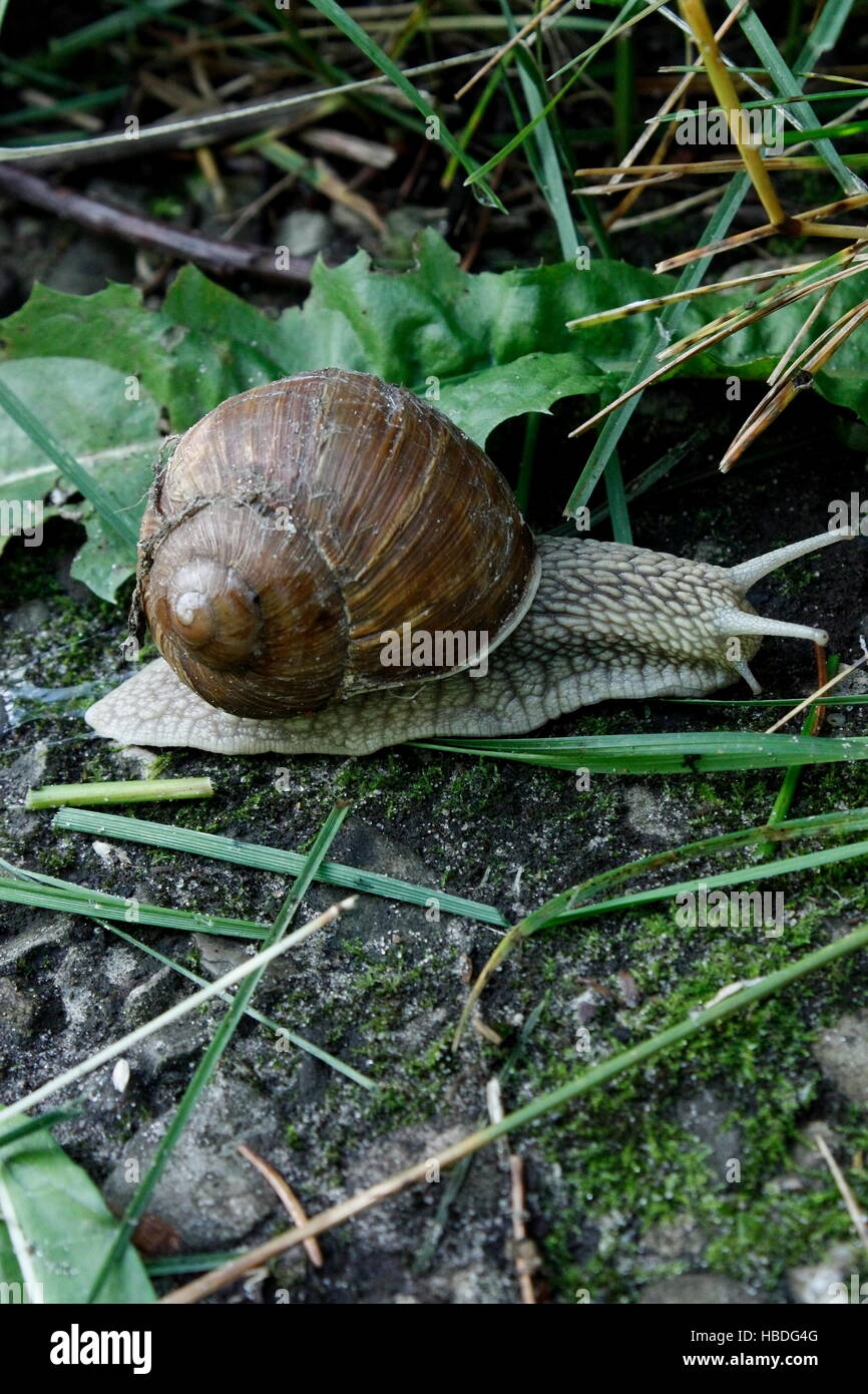 Lung snail hi-res stock photography and images - Alamy