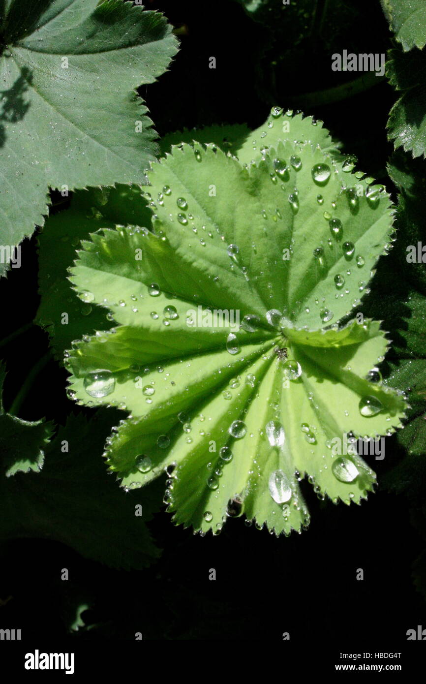 Lady's mantle, leaf Stock Photo - Alamy