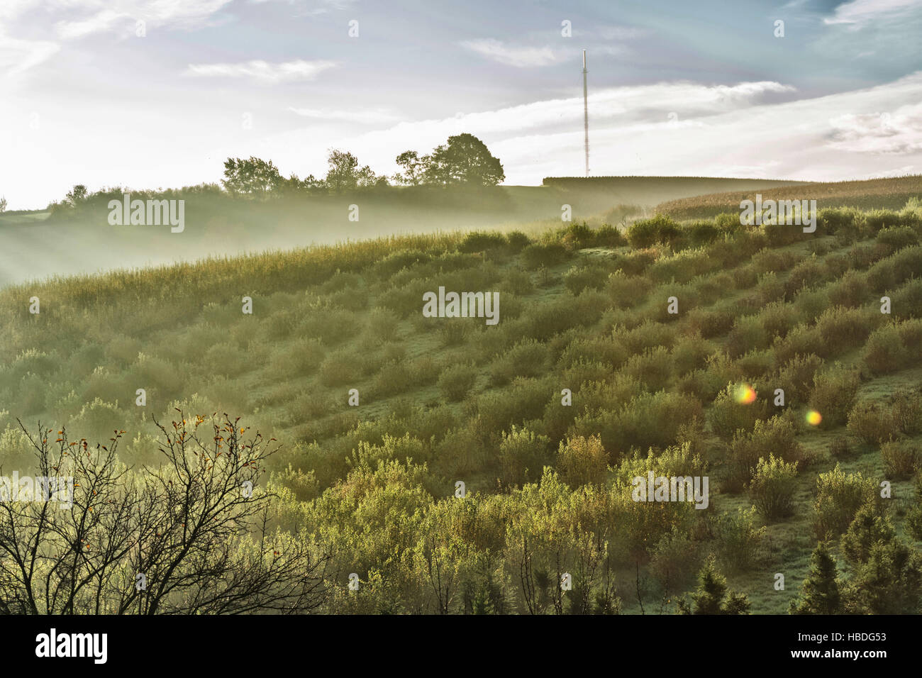 Landscape with morning fog Stock Photo - Alamy