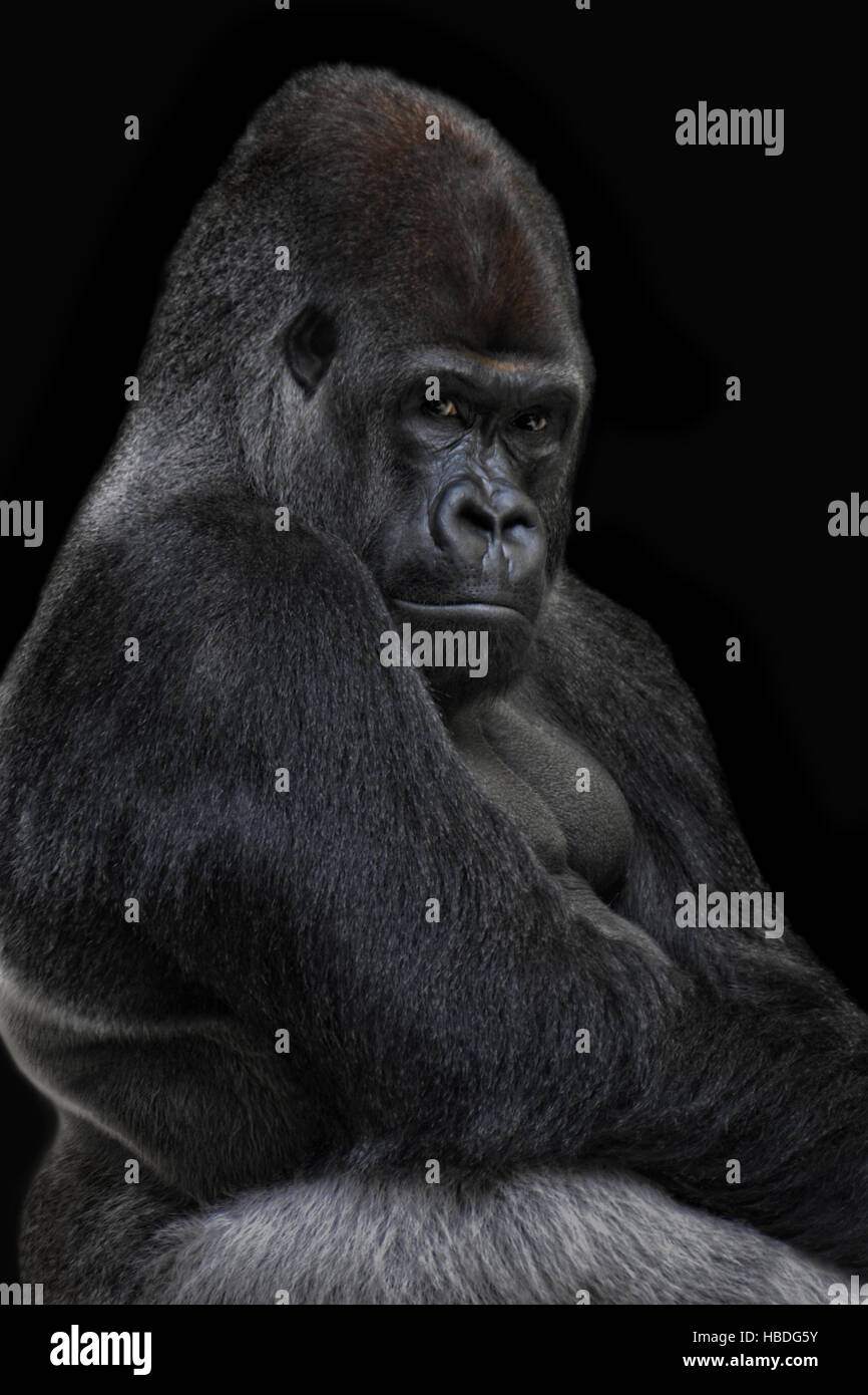 Silverback ii hi-res stock photography and images - Alamy