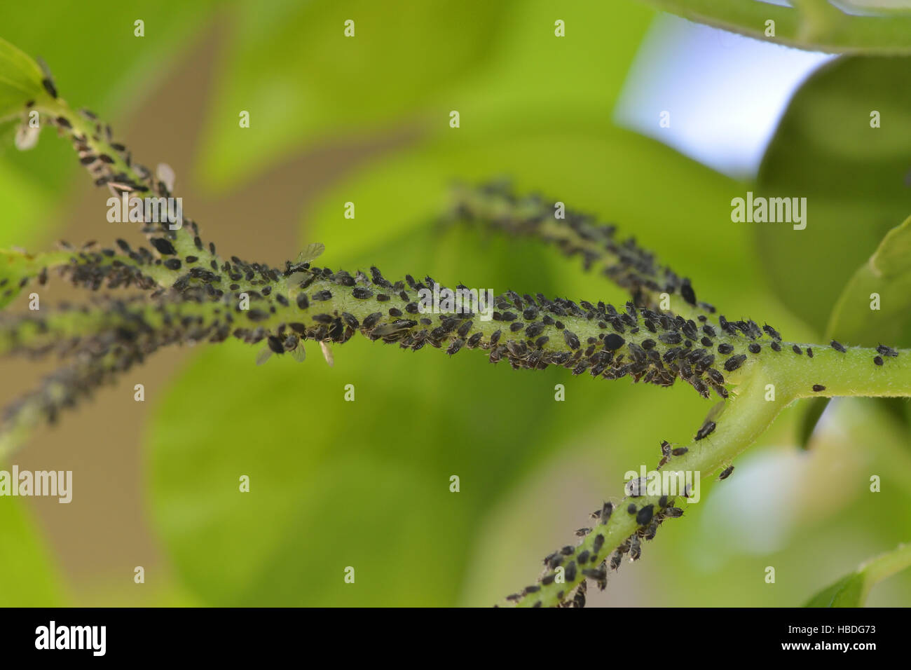 Aphid close up hi-res stock photography and images - Alamy