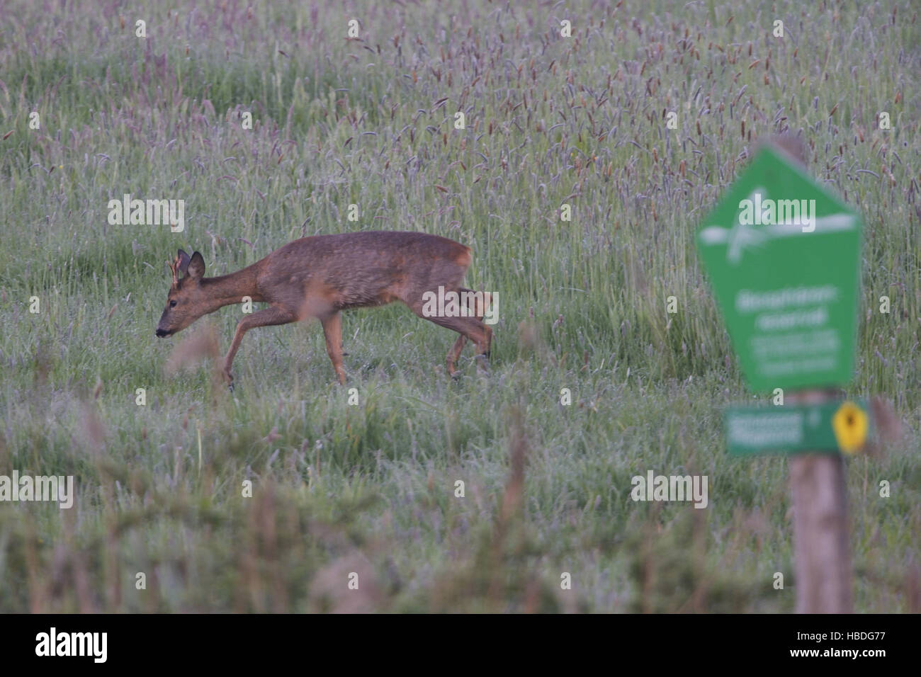 Roe deer eating hi-res stock photography and images - Alamy