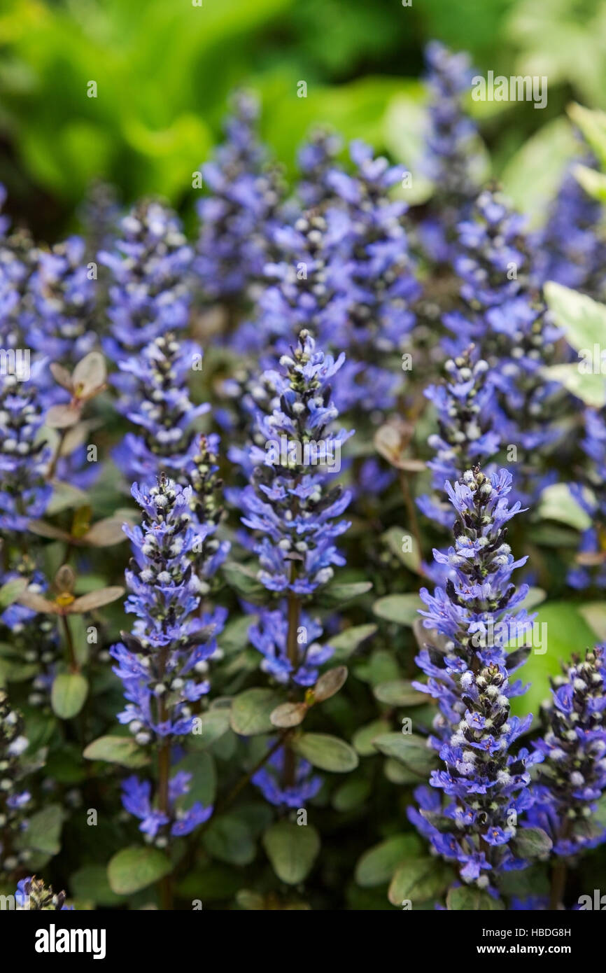 Ajuga perennial flower hi-res stock photography and images - Alamy