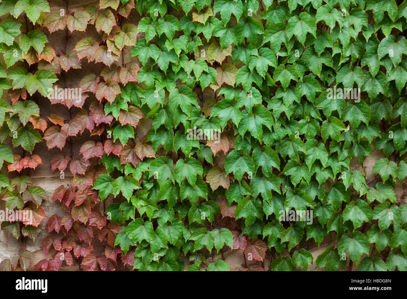 branch of decorative grapes on wall Stock Photo - Alamy