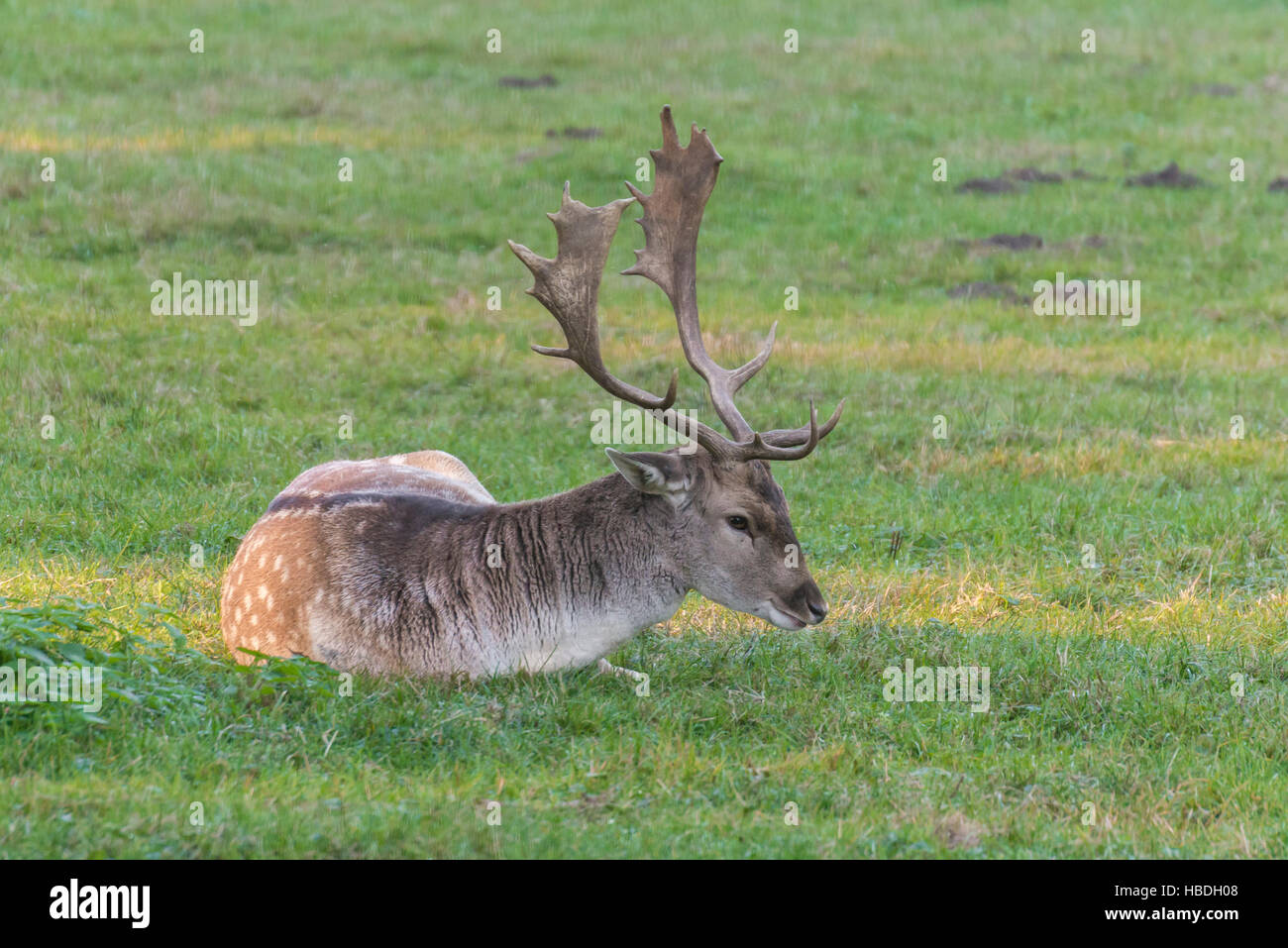 Closeup of an male fallow deer Stock Photo - Alamy