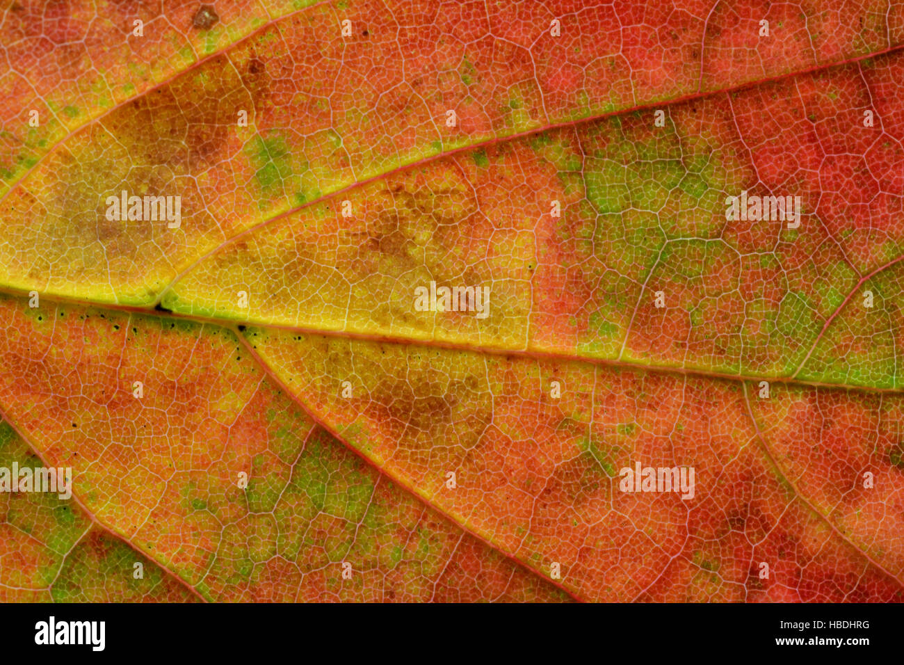 Maple leaf close-up showing Autumn (Fall) colours Stock Photo - Alamy