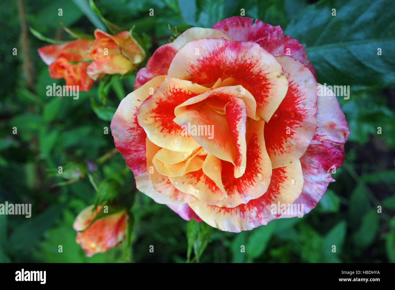 floribunda rose airbrush Stock Photo - Alamy