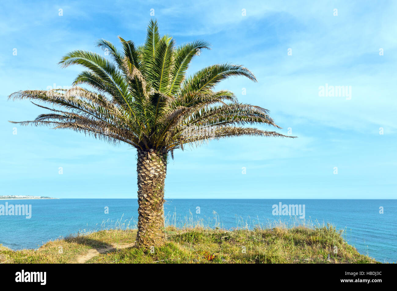 Palm tree on ocean shore Stock Photo - Alamy
