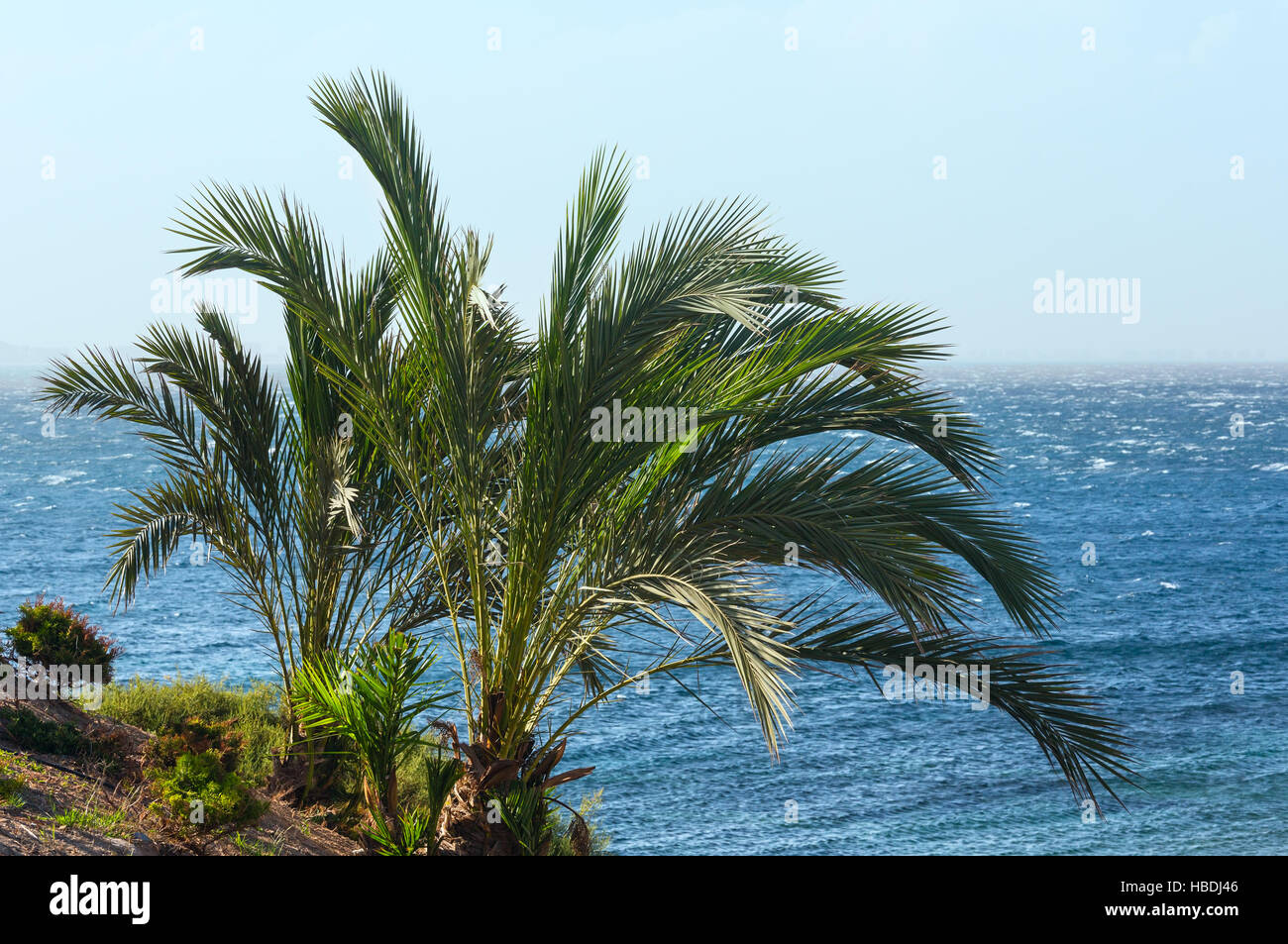 Palm tree on ocean shore Stock Photo - Alamy