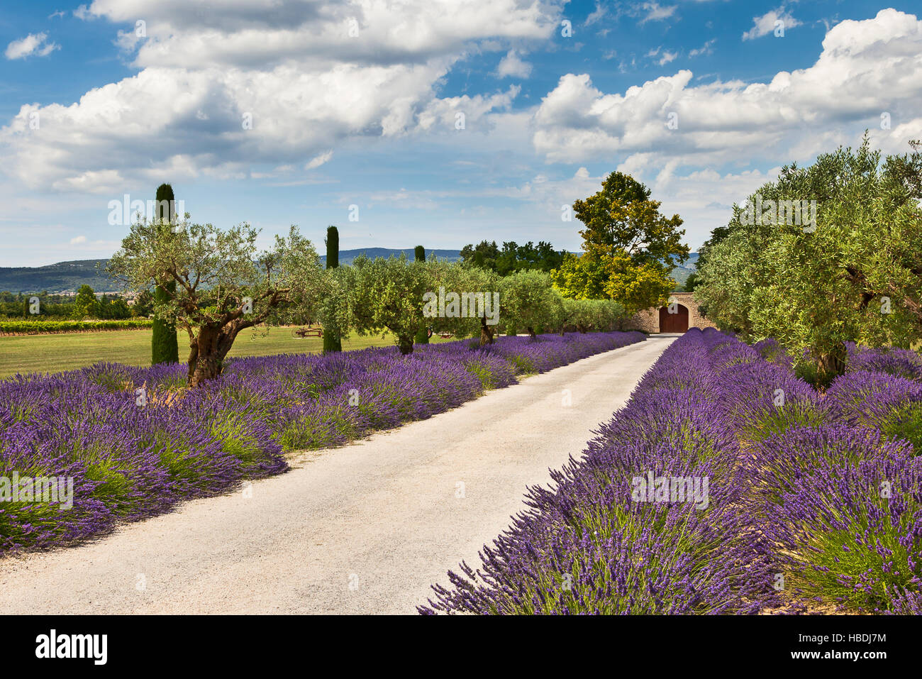 Path with lavender in Provence Stock Photo - Alamy