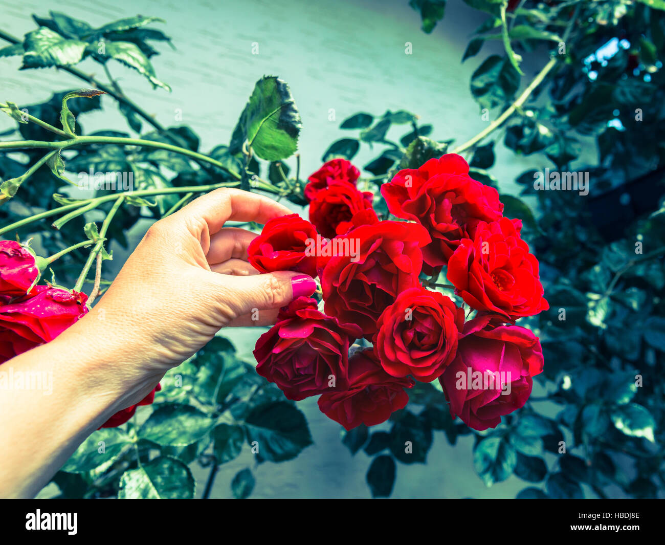 red roses care Stock Photo - Alamy