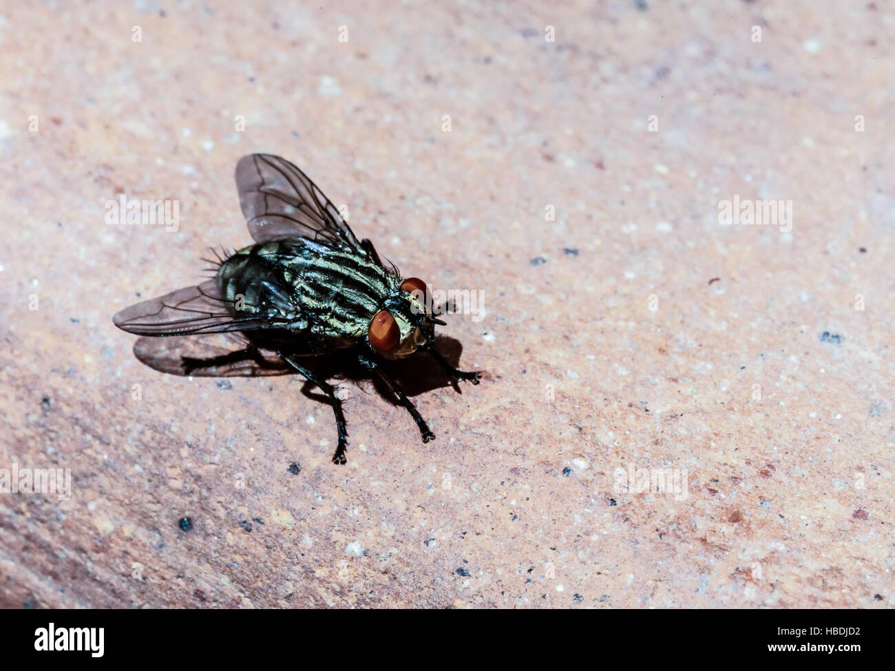 fly, close up Stock Photo - Alamy