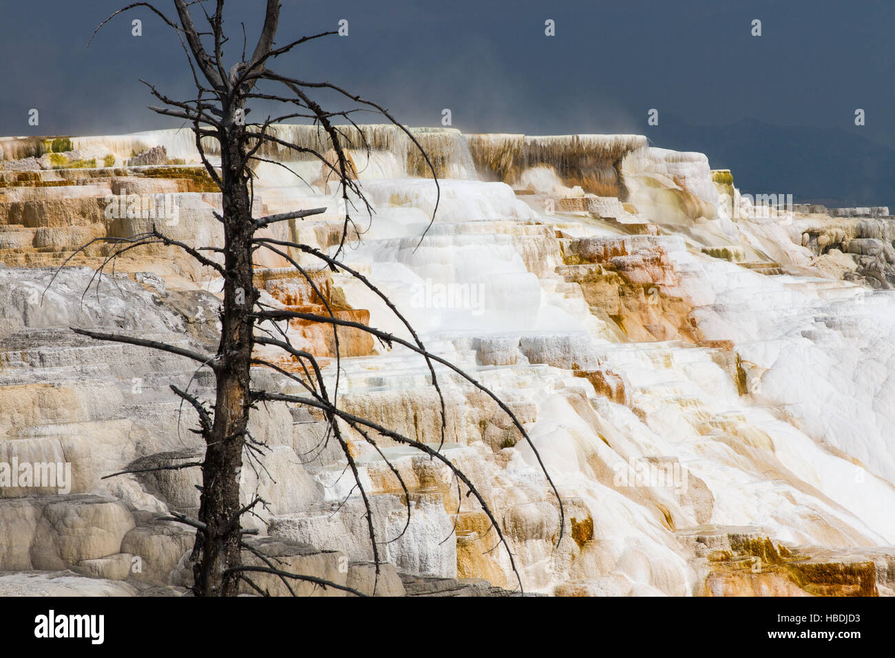 Canary Spring 3 Stock Photo - Alamy